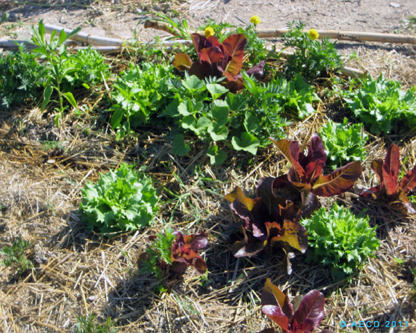 Le jardin des coquelicots – AECD